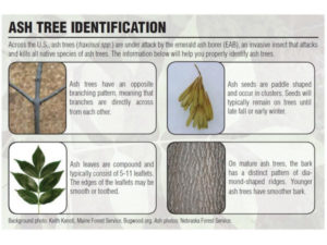 How to Protect Your Ash Tree from Emerald Ash Borer | TurfGator